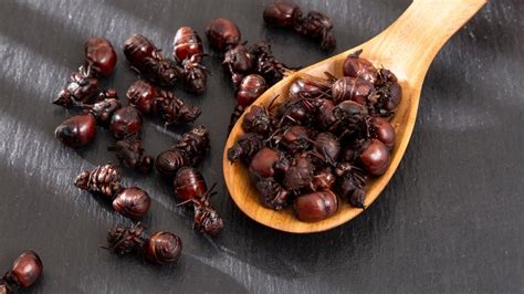 Big Butt Ants Are A South American Delicacy