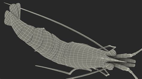 Pacific Cleaner Shrimp Rigged Fur 3d Model 99 Max Free3d