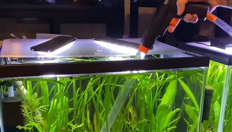 Brown Stringy Algae On Sand Remove It Without Any Hassle