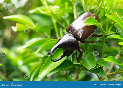 Dynastinae Or Rhinoceros Beetles Allomyrina Dithotomus On Tree Stock