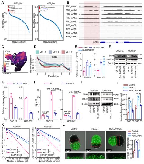 Hdac7 Drives Glioblastoma To A Mesenchymal Like State Via Lgals3