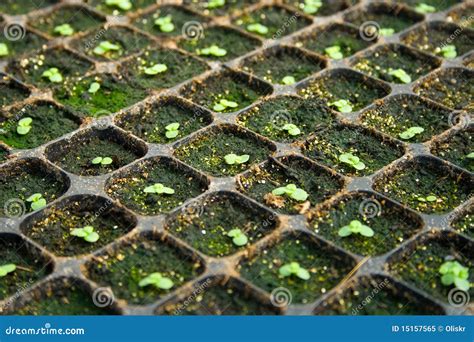 Seedlings Stock Image Image Of Environmental Farming