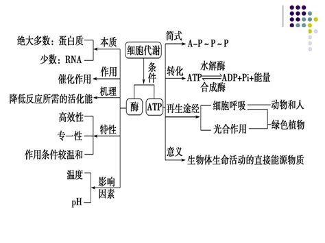 2014高中生物人教版第二轮复习酶与atpword文档在线阅读与下载无忧文档