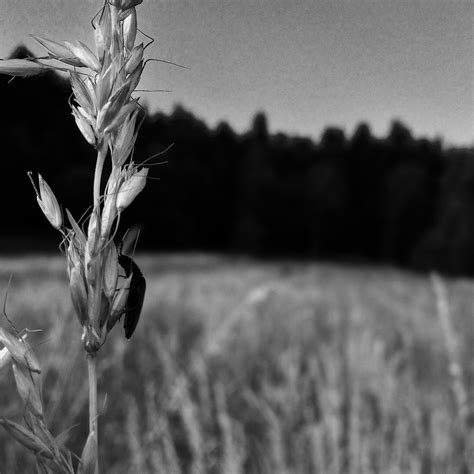 배경 화면 햇빛 경치 화이트 검은 단색화 자연 사진술 나무 잎 꽃 식물 어둠 검정색과 흰색 흑백 사진 닫다 매크로 사진 잔디 가족