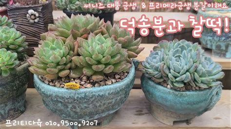 써니즈 대품 군생 And 프리메라군생 분갈이해요 프리티다육의 대품을 덕송분에 분갈이했어요~ 가성비 최고의 화분~ Youtube