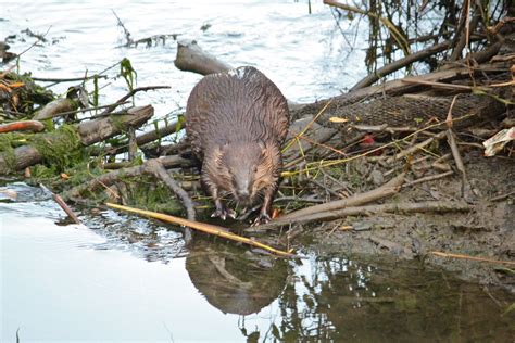 Plain Language Summary Leveraging Nature Based Solutions To Reconnect People And Nature