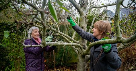 9 Techniques For Pruning Large Branches Safely That Arborists Never Share Journeyman HQ