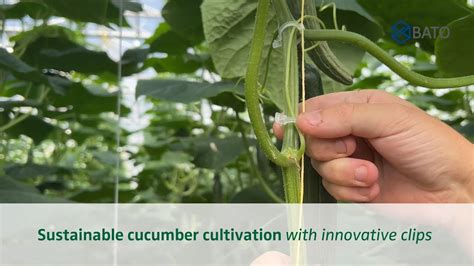 How To Prune Cucumber Plants Simple Trimming Tips Clip Art Library