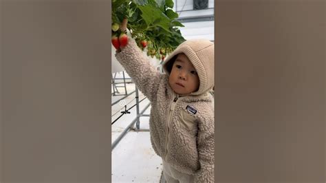 올해 첫 딸기 수확 🍓달다 달아 ♥️ Youtube