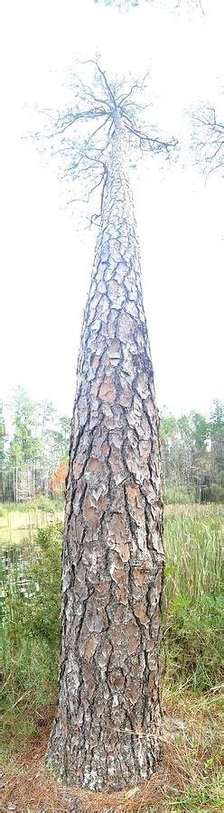 Experimenting With Trees 04 Photograph By Ron Hedges Pixels