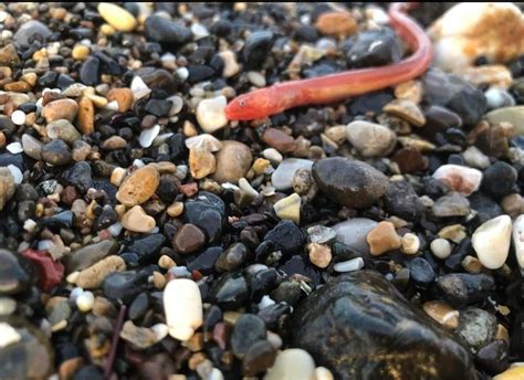 What Even Is This Bug Worm Thing Can Someone Please Tell Me R Whatisthisbug