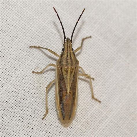 Narrow Stink Bug Mecidea Bugguidenet