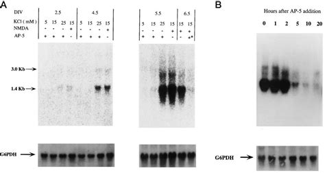 Expression Of Pthrp Mrna Is Associated With Activity Dependent Survival