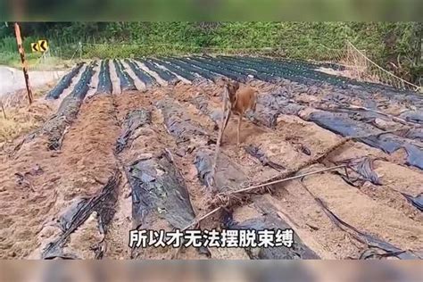 傻狍子被网缠住无法挣脱，韩国大叔好心施救，结果却让人哭笑不得大叔结果好心