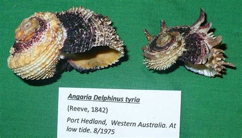 Angaria Delphinus Tyria H1665 Port Hedland Western Australia 39 And49mm 1 W O 2039634053