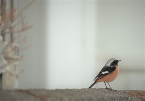今年も逢えた冬鳥 by 森の花 ID11626832 写真共有サイト PHOTOHITO