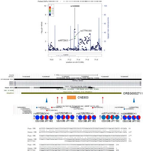 Upper Panel Regional Plot Showing Significant Association Of Rs1408888