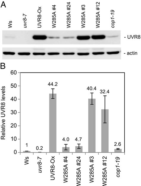 Constitutively Active Uvr8 Photoreceptor Variant In Arabidopsis Pmc