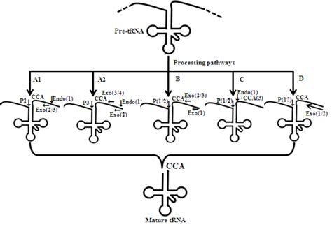 TRNA Processing Pathways In Different Bacterial Species A1 TRNA Download Scientific Diagram
