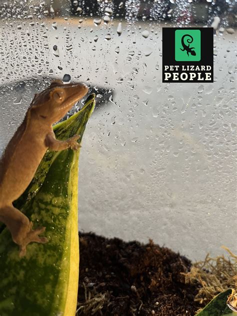 Crested Gecko Habitat An Overview And Guide To Tank Set Up