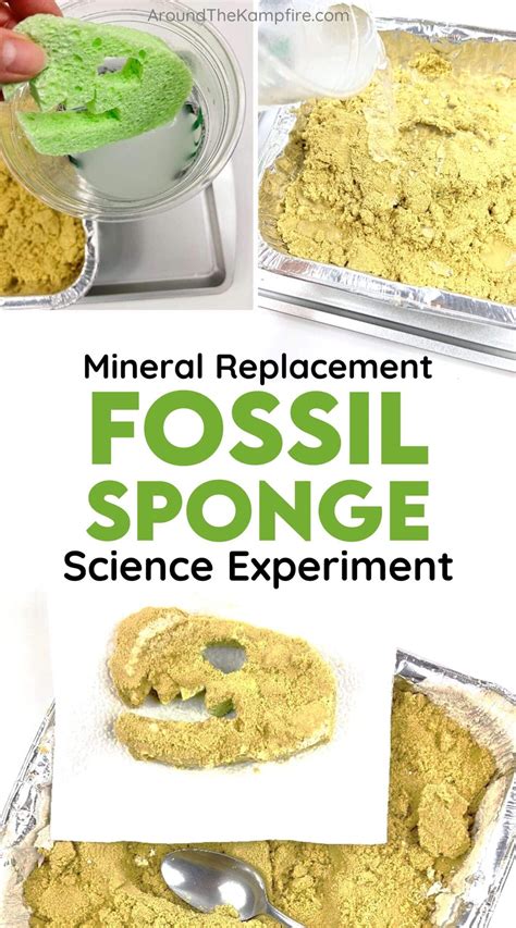 Easy Fossil Experiment For 3rd Grade Around The Kampfire In 2025 Fossils Activities Third
