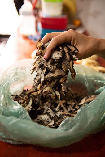 한 여성이 감자 껍질을 벗기고 감자 껍질을 분리하여 과수원이나 정원의 비료나 퇴비로 사용하고 있습니다 Esg 환경 지구의 날