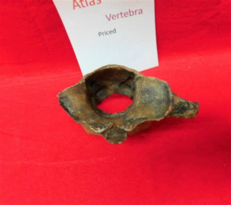 Fossil Bison Bones Vertebrae Fossils And Artifacts For Sale Paleo Enterprises