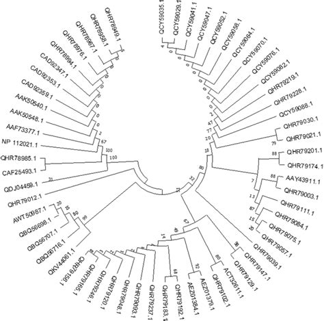Phylogenetic Tree Of The Nucleocapsid Gene As Obtained From 60 Strains