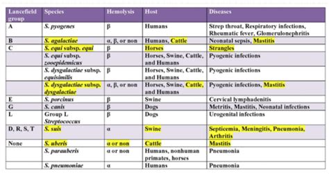 Streptococcus Flashcards Quizlet
