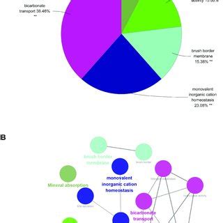 Overview Chart With Functional Groups Including Specific Terms For Download Scientific Diagram
