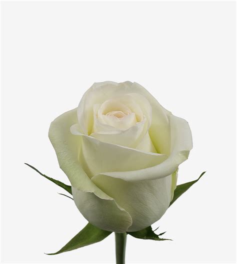 Albatros Bela Ruža Naibel Flowers Albatros Bela Ruža Naibel Flowers