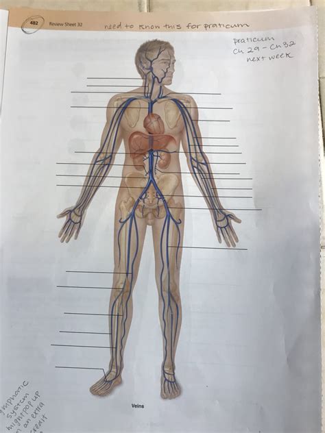 Vein Diagram 3 Diagram Quizlet