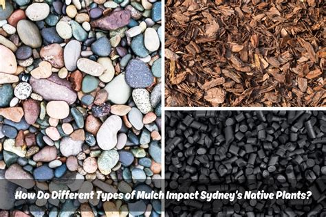 How Do Different Types Of Mulch Impact Sydneys Native Plants