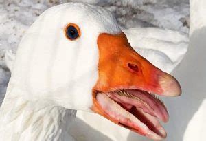 Understanding Goose Mouth Anatomy Functions And Unique Features