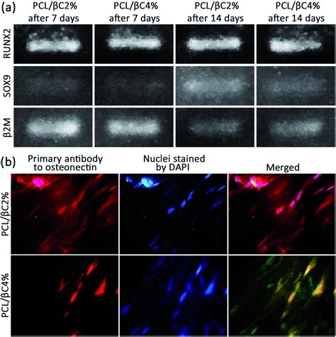 A Rt Pcr Results For Expression Of Runx2 And Sox9 Of Download Scientific Diagram