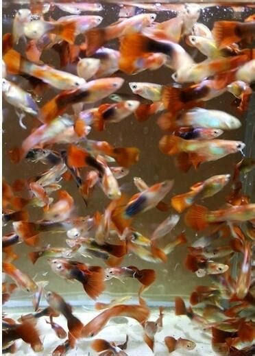 高雄大雁水族特價 綜合孔雀魚 孔雀魚 百萬魚 觀賞魚 戶外池 新手魚 蓮花池 可飼養 繁殖力高 露天市集 全台最大的網路購物市集