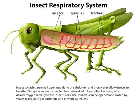 Premium Vector Grasshopper Respiratory System Diagram