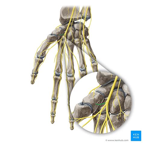 recurrent median nerve anatomy pathway and supply kenhub