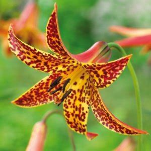 Купить тигровые лилии - луковицы с доставкой по Москве и России почтой.