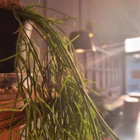 디너의여왕 서울 서초 카페 샛길 19차