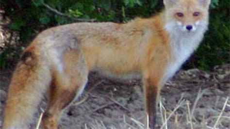 Native Red Foxes Living In Valley Publics Help Sought Uc Davis