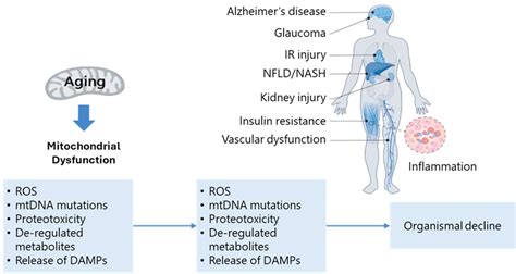 Decoding Aging Breakthroughs Challenges And The Future Of Longevity Drug Development Lumagroup