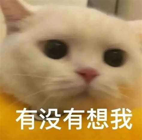 表情包有没有想我