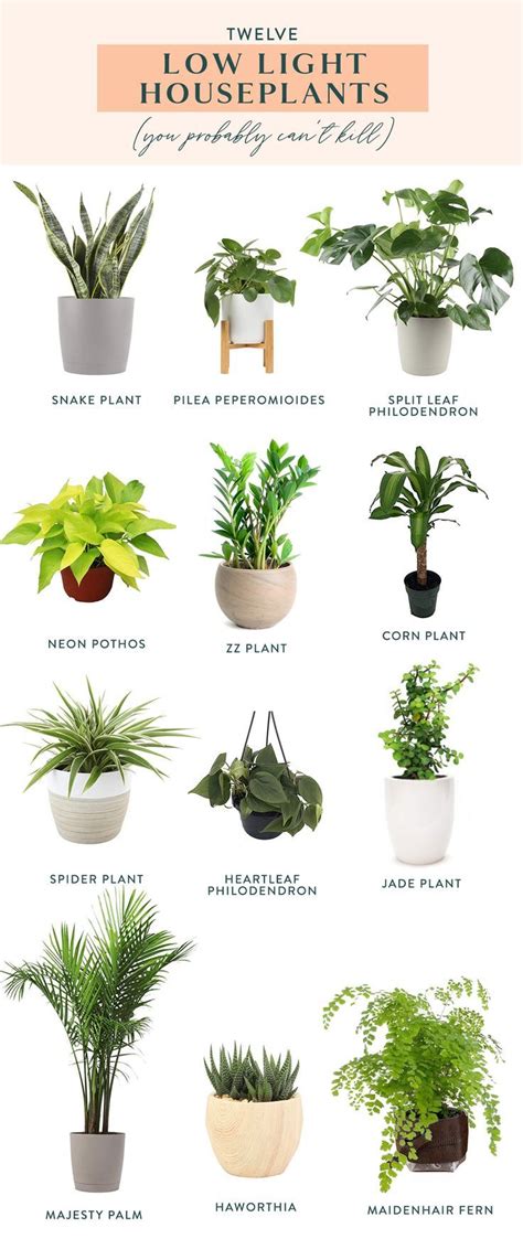 Twelve Low Light Indoor Plants You Probably Cant Kill Low Light House Plants Indoor Plants