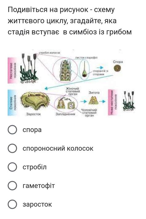 Подивіться на рисунок схему життєвого циклу згадайте яка стадія вступає в симбіоз із грибом