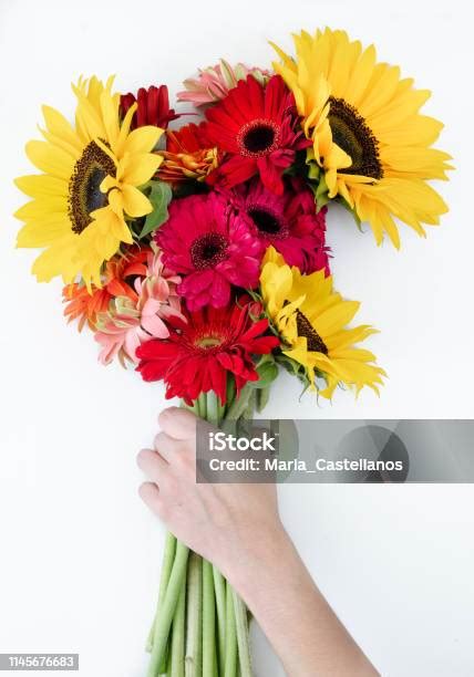 게르 베라 꽃과 흰색 바탕에 여자의 손에 해바라기의 꽃다발 거베라데이지에 대한 스톡 사진 및 기타 이미지 거베라데이지 계절 구도 Istock