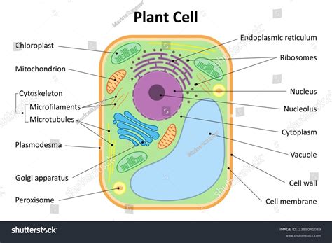 Structure Plant Cell Plant Cell Organelles Stock Illustration 2389041089 Shutterstock