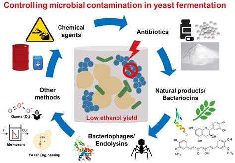 Microbial Fermentation Cell Banking
