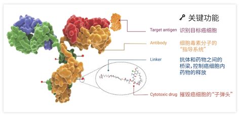 抗体偶联药物 Adc 究竟有什么魔力？ Medchemexpress 脉脉