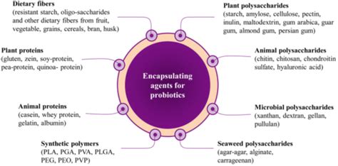 Microencapsulation Of Probiotics A Review